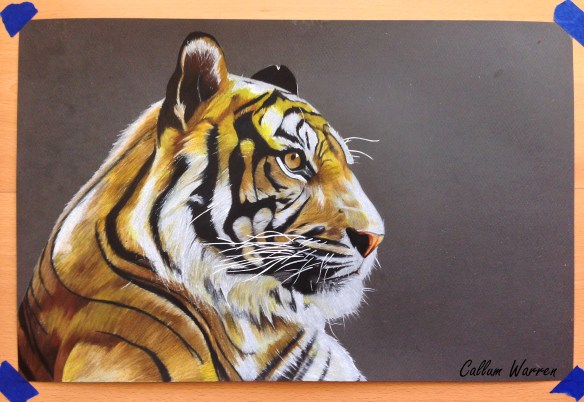 Finished my Primsacolor / Polychromo tiger! – Callum Warren